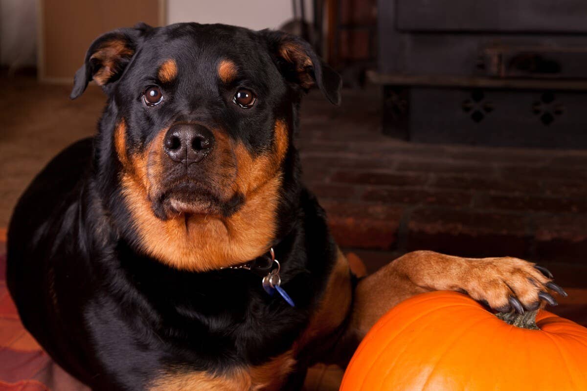 TikTok of Rottweiler's Reaction to Wig Reveal Is Internet Gold - PetHelpful