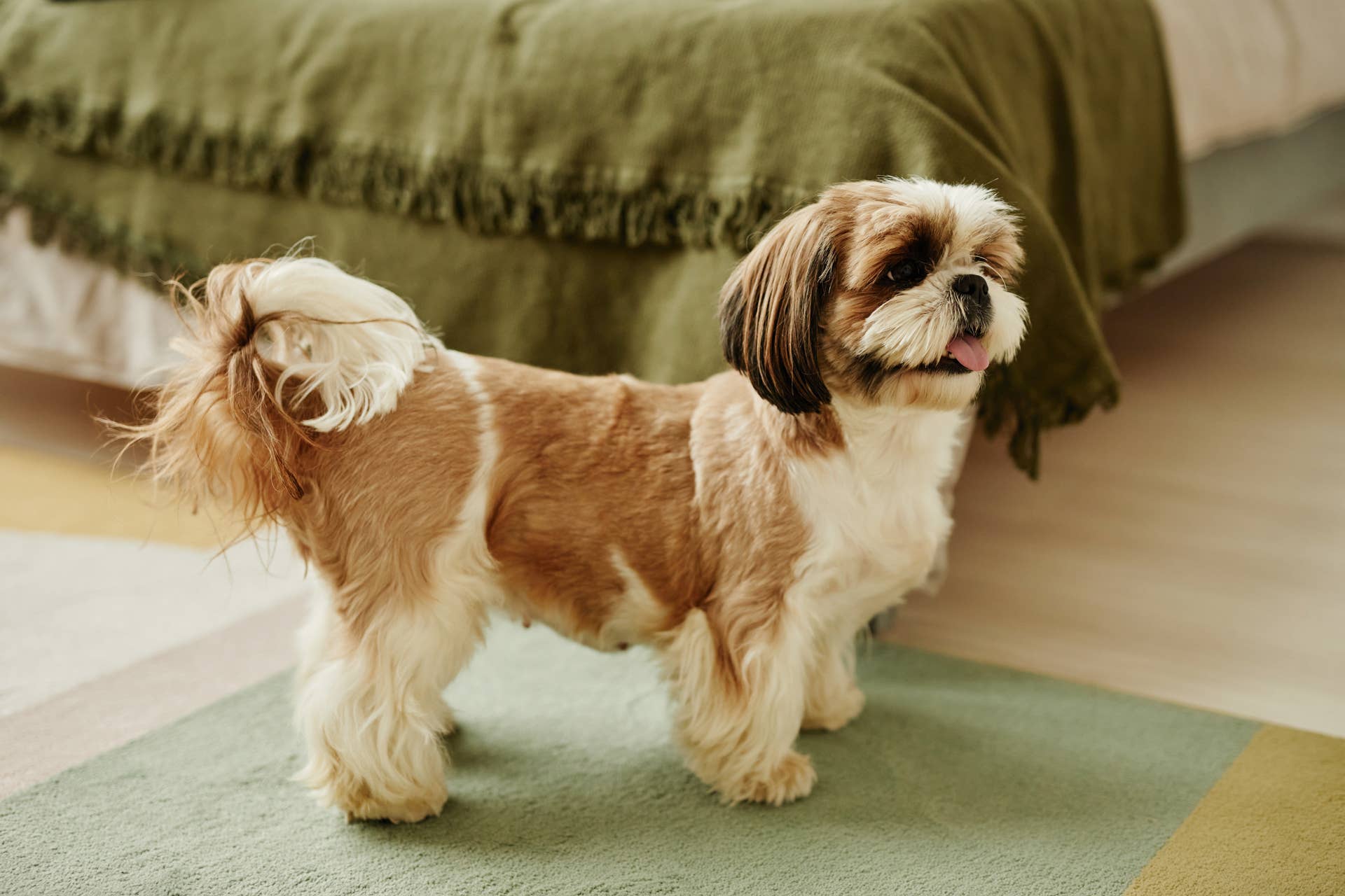 These are the Very Accurate Stages of a Shih-Tzu Tantrum - PetHelpful
