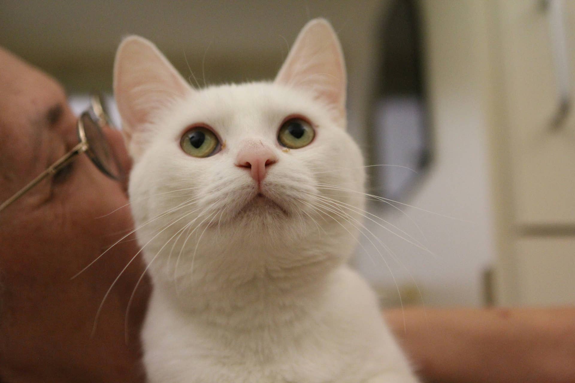 Senior Shelter Cat Crashes a Staff Meeting and Finds His Forever Dad ...