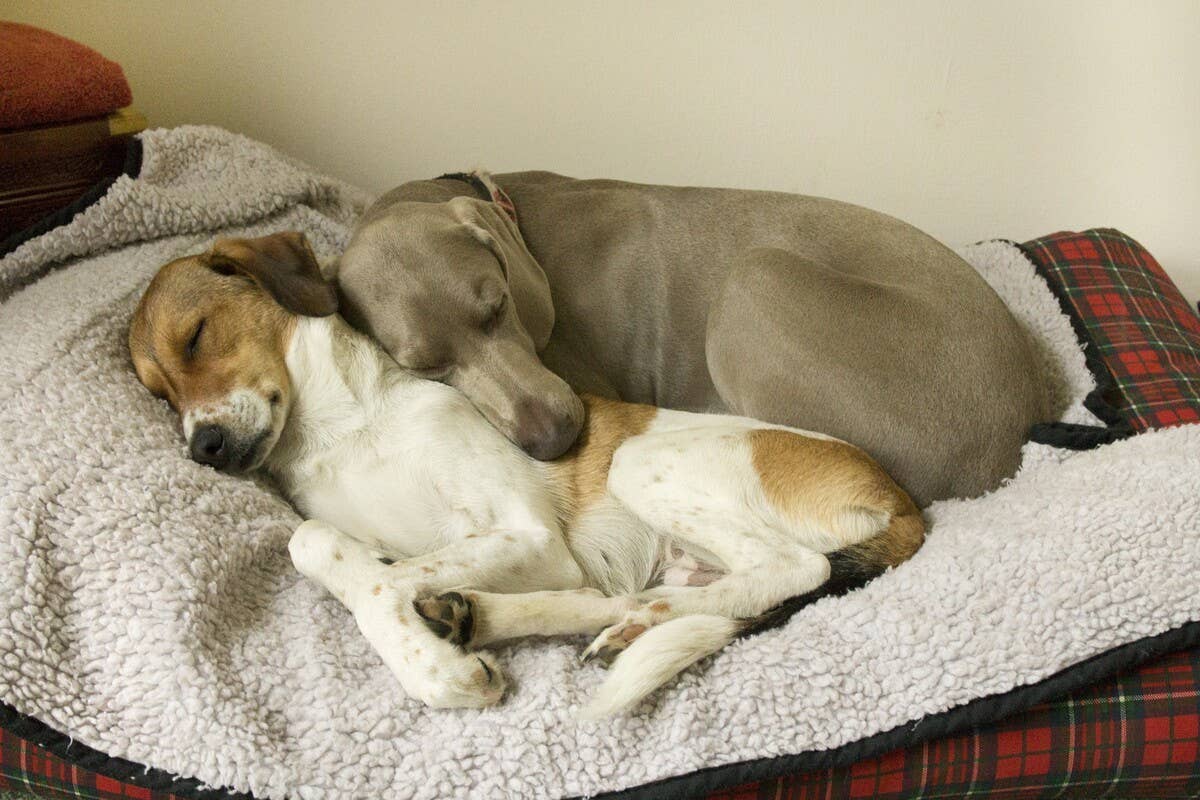 Senior Dog Gently Waking Up 17-Year-Old Canine Sister for Breakfast Has ...