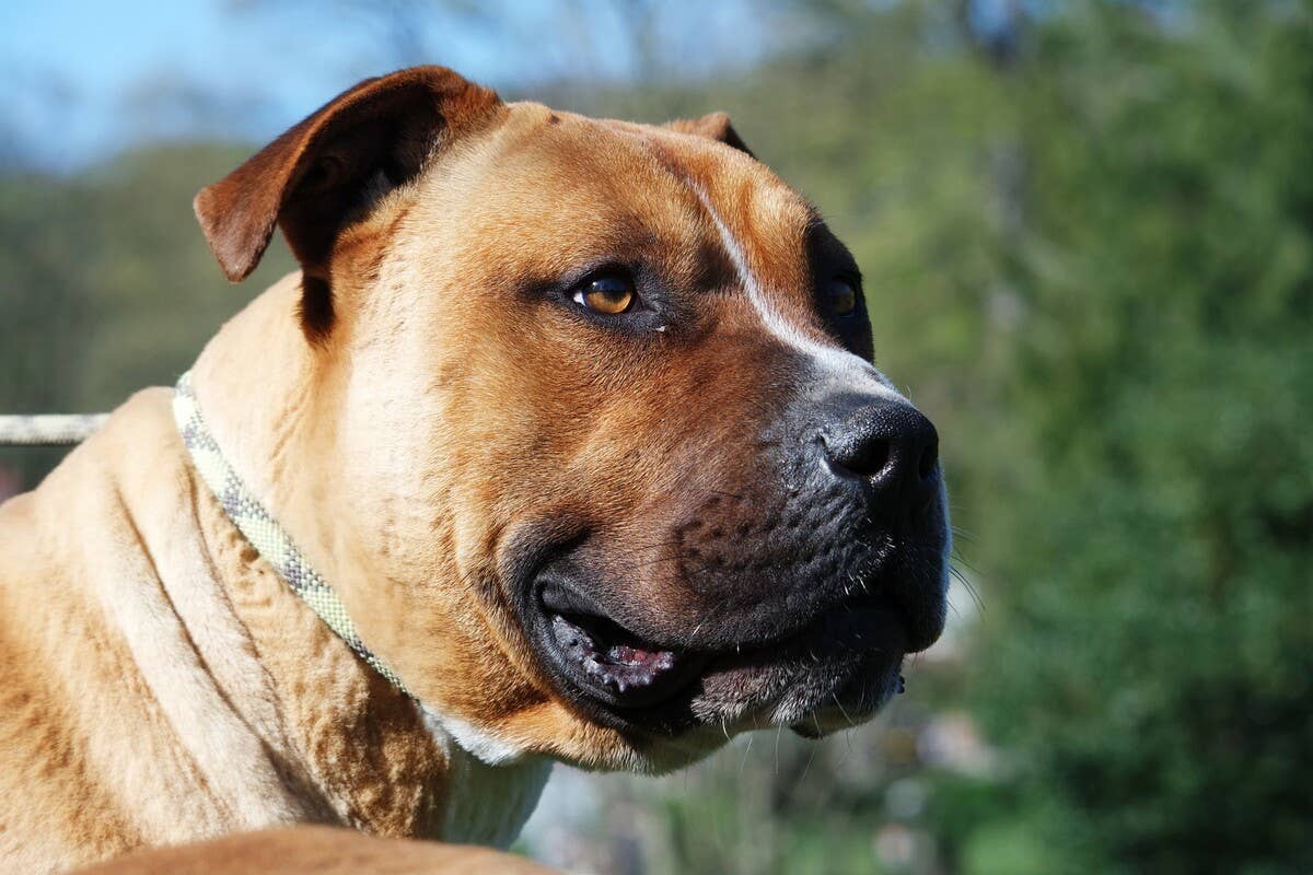 Banned American Bulldog Raises Rambunctious Dachshund Pups With Gentle ...