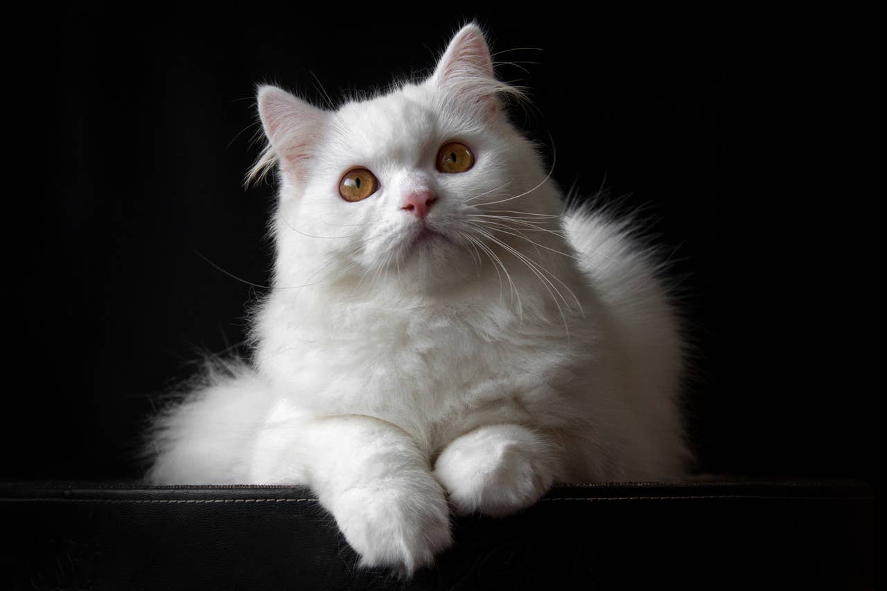 200+ Mystical, Magical and Mythical Cat Names - PetHelpful