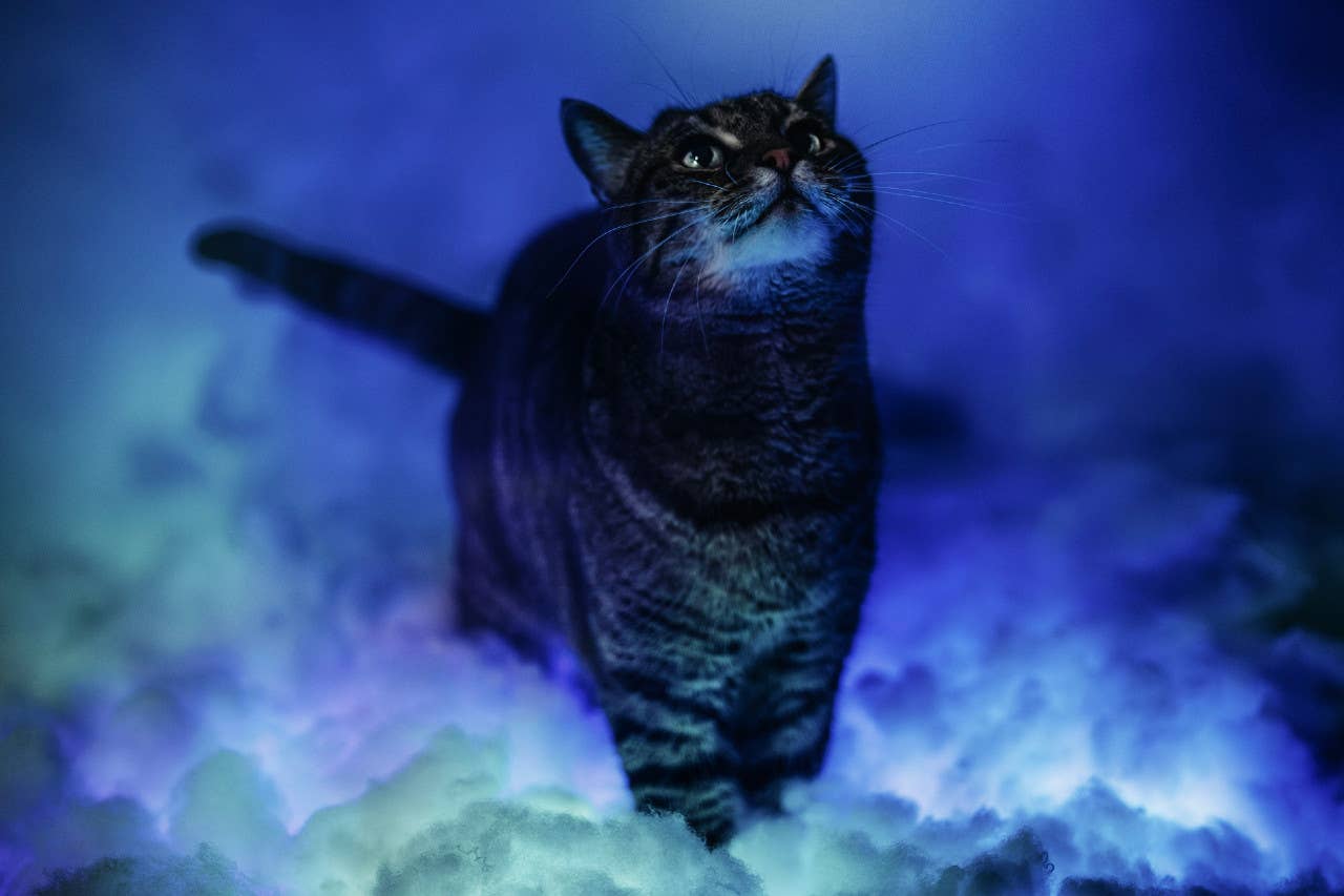 200+ Mystical, Magical and Mythical Cat Names - PetHelpful