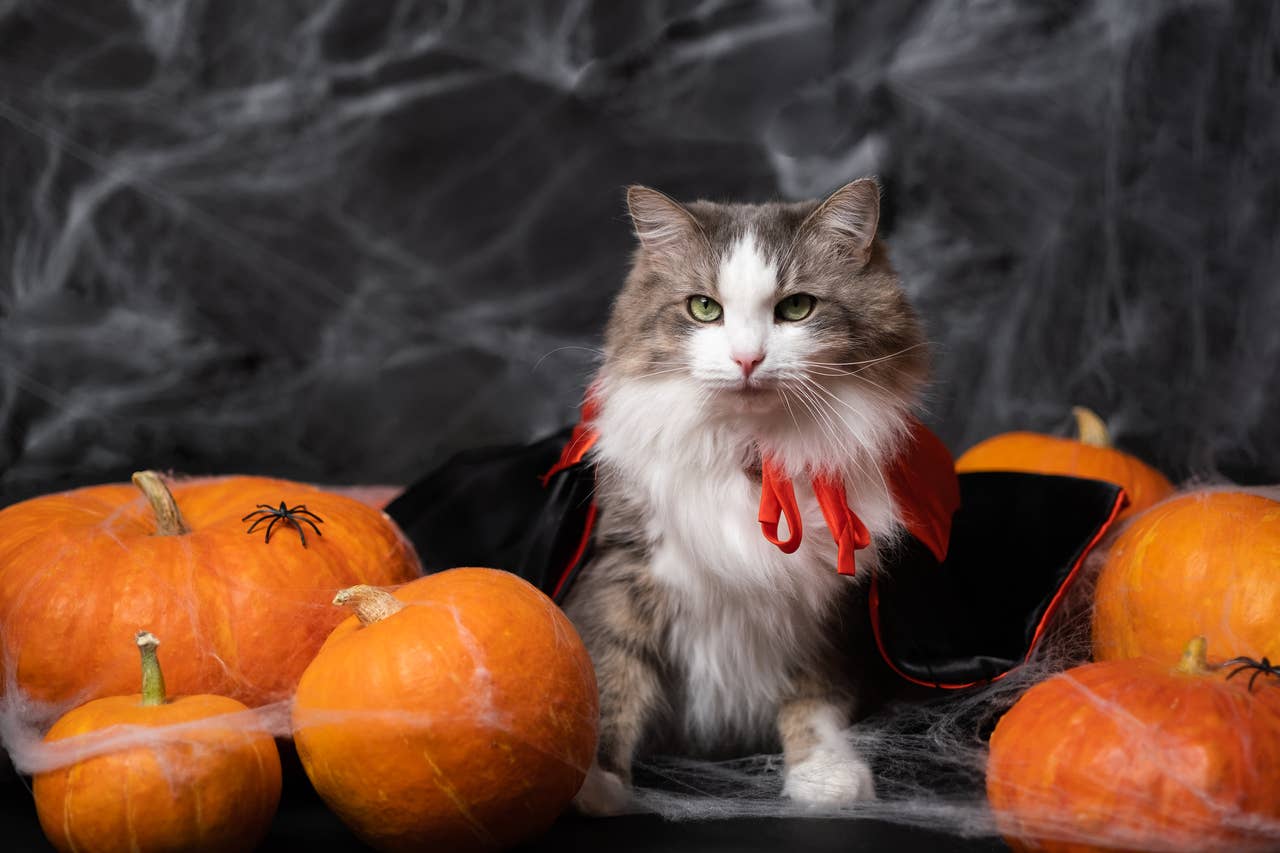 200+ Mystical, Magical and Mythical Cat Names - PetHelpful