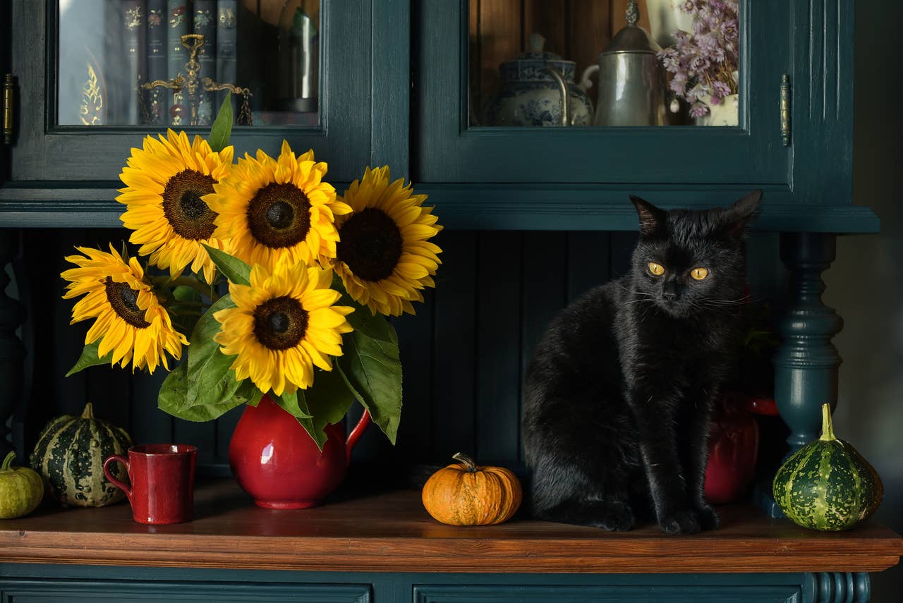 200+ Mystical, Magical and Mythical Cat Names - PetHelpful
