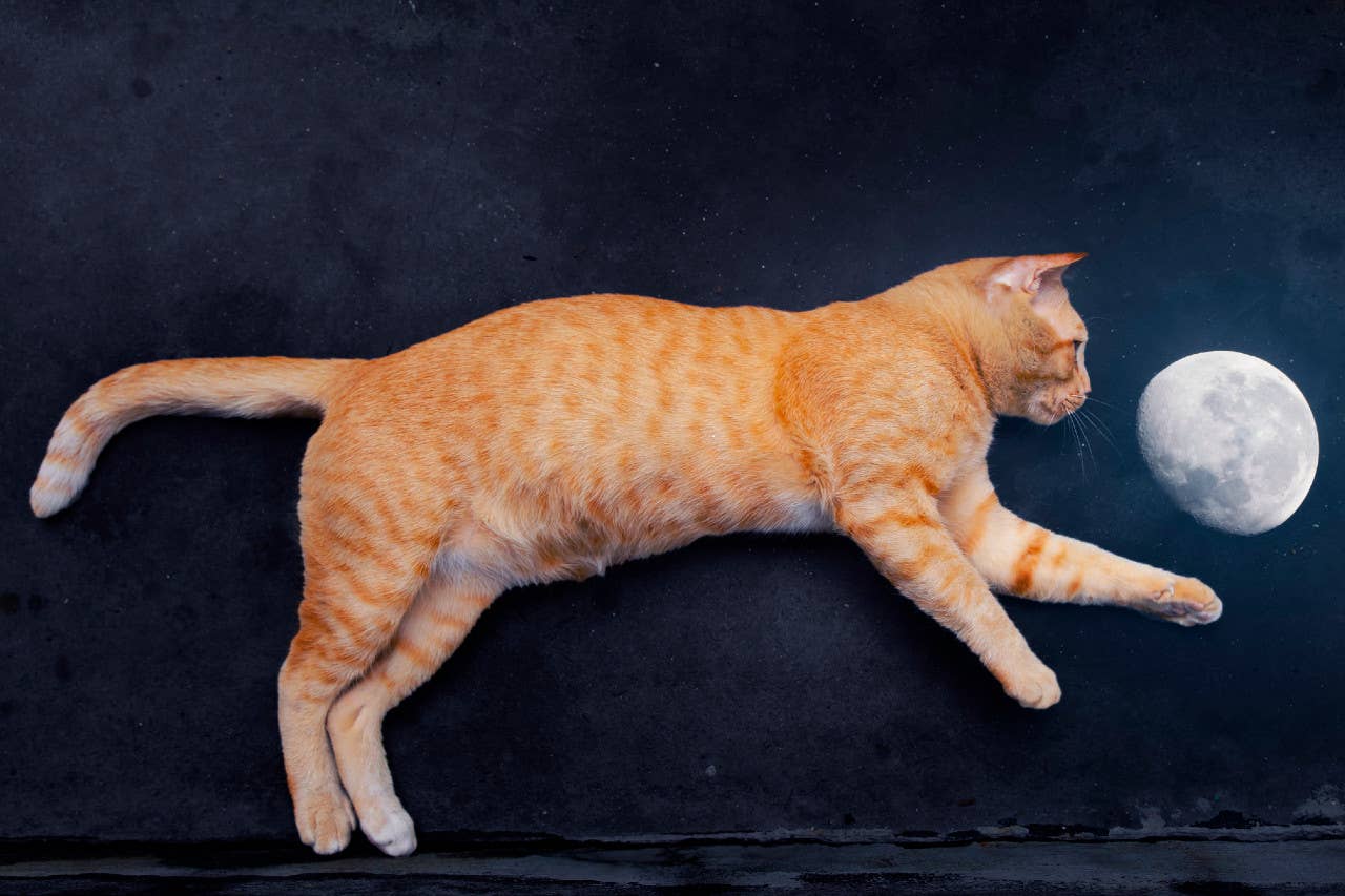 200+ Mystical, Magical and Mythical Cat Names - PetHelpful