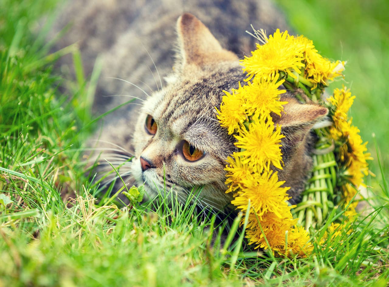 200+ Mystical, Magical and Mythical Cat Names - PetHelpful