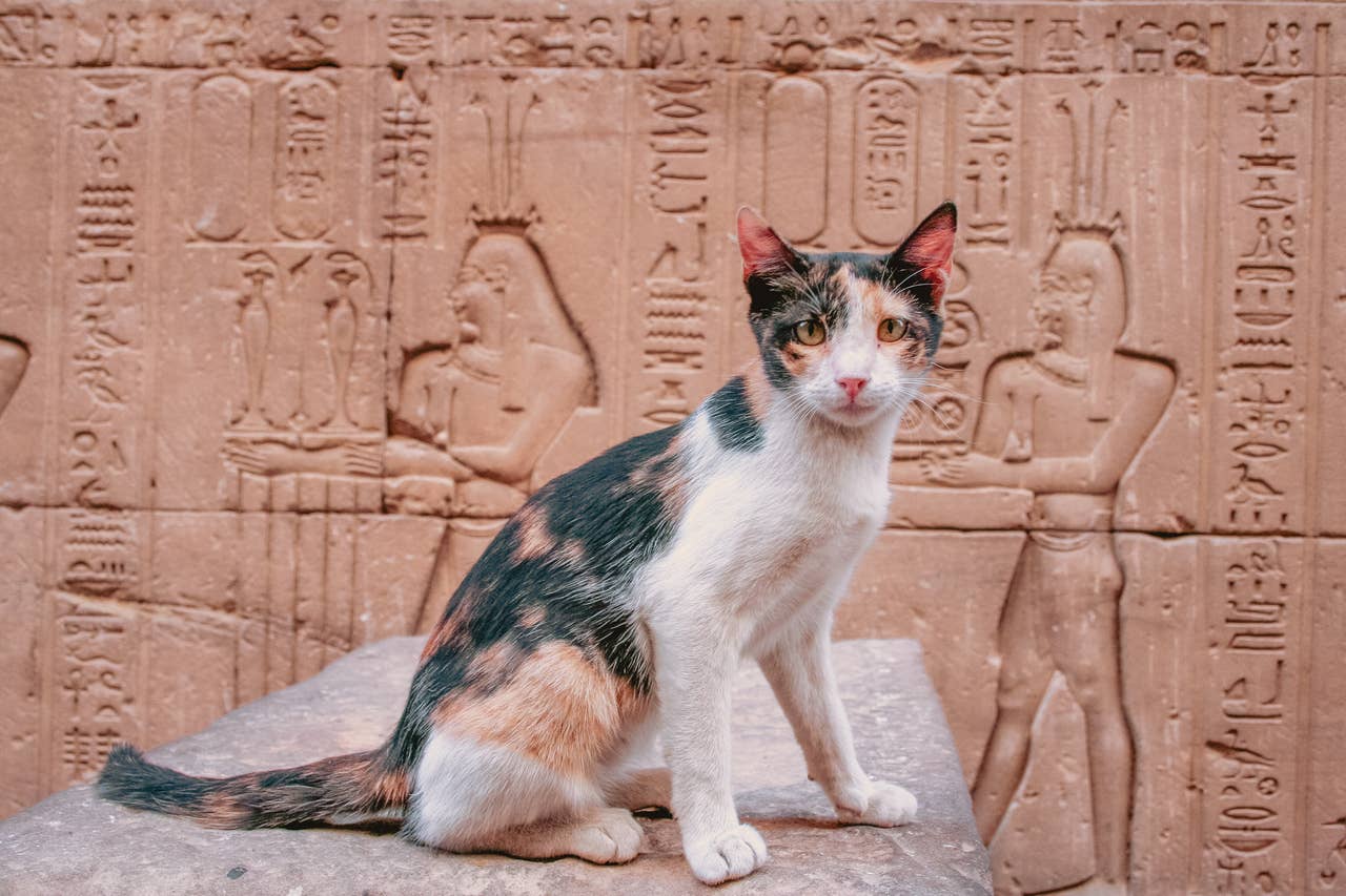 200+ Mystical, Magical and Mythical Cat Names - PetHelpful
