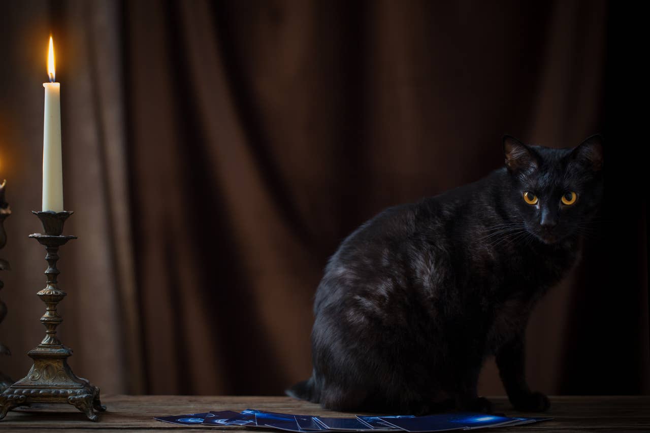 200+ Mystical, Magical and Mythical Cat Names - PetHelpful