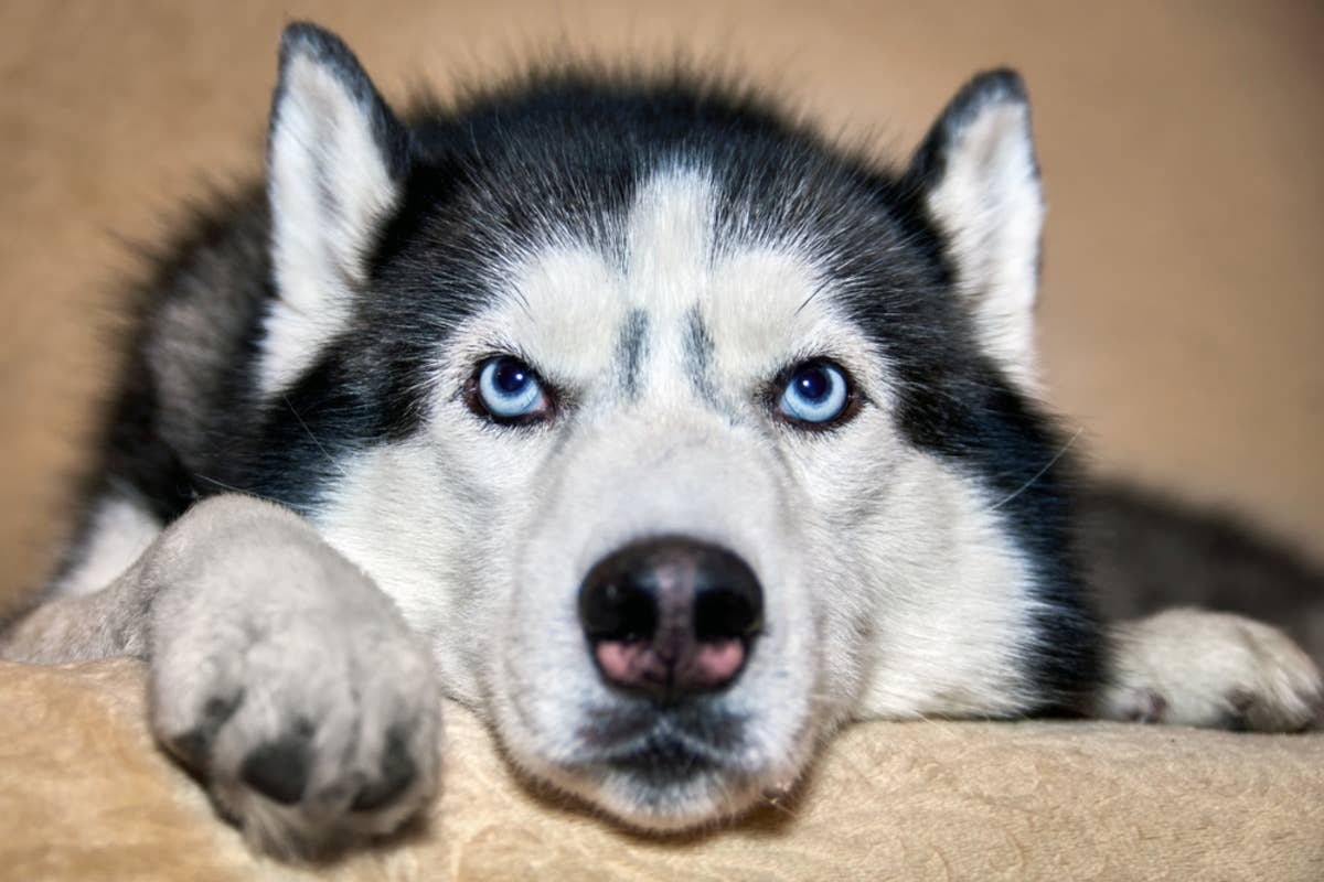 Husky Loses His Mind When He Finds Golden Retriever Brother Sleeping in ...
