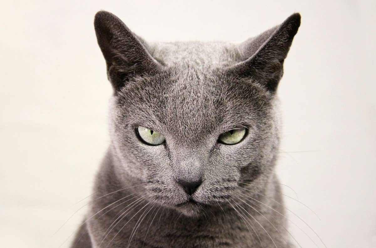 Cat Brings Home a Stray Cat and Gets Grouchy When She Becomes Part of ...