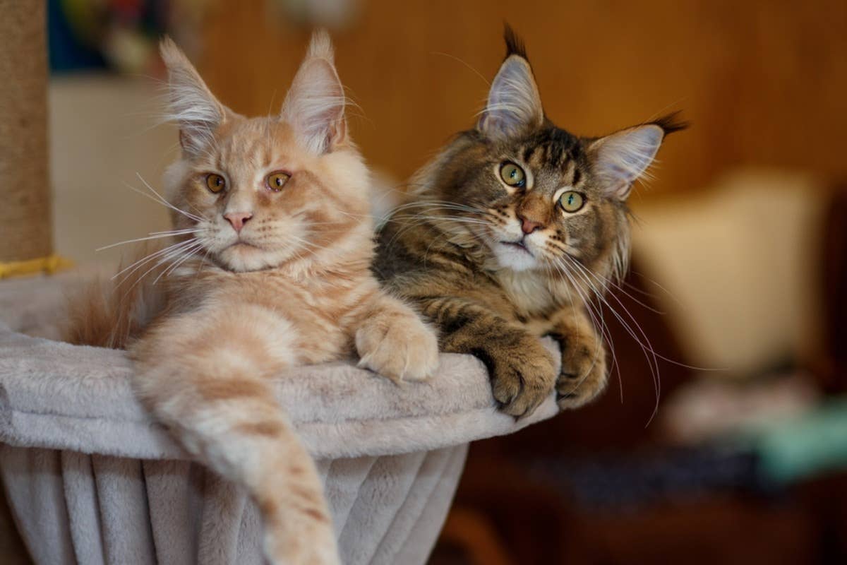 Cat Fight Between Maine Coons Is Like Watching Human Siblings Go At It ...