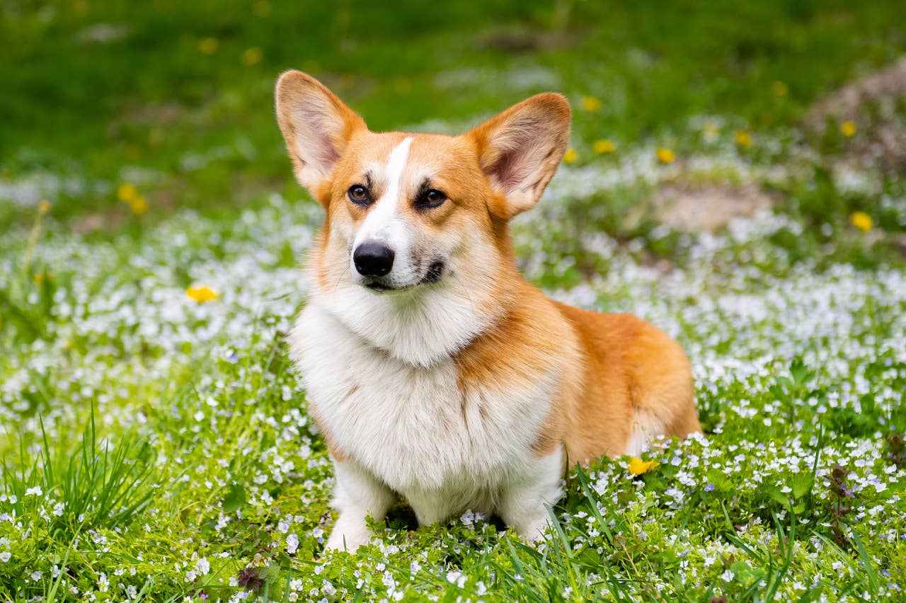 175+ Corgi Names (With Meanings) - PetHelpful