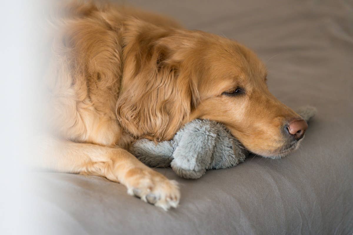 People Can’t Get Enough of Senior Golden Retriever Who Loves Bringing ...
