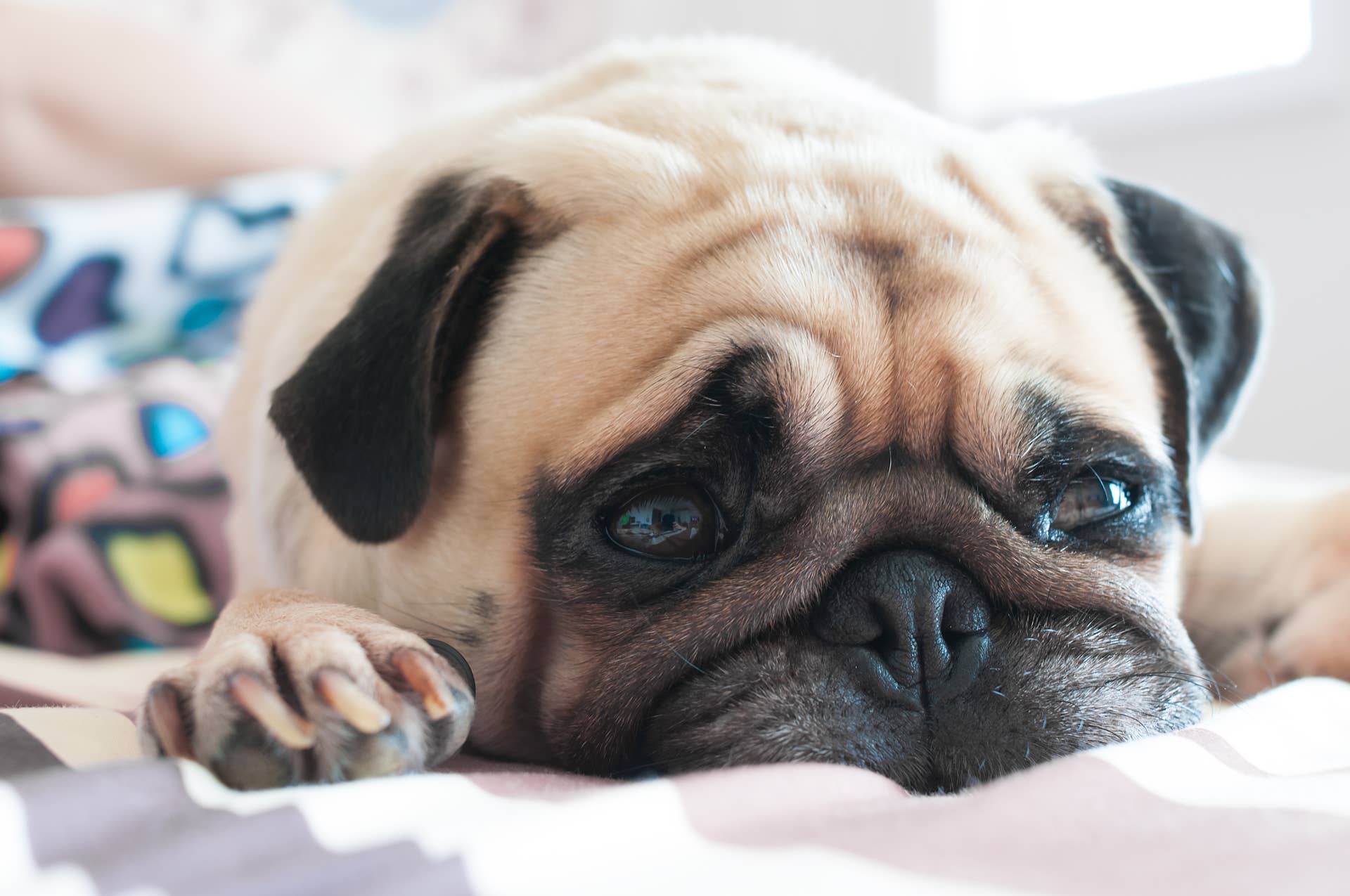 Everything That Upset This Pug This Week Is So Valid - PetHelpful