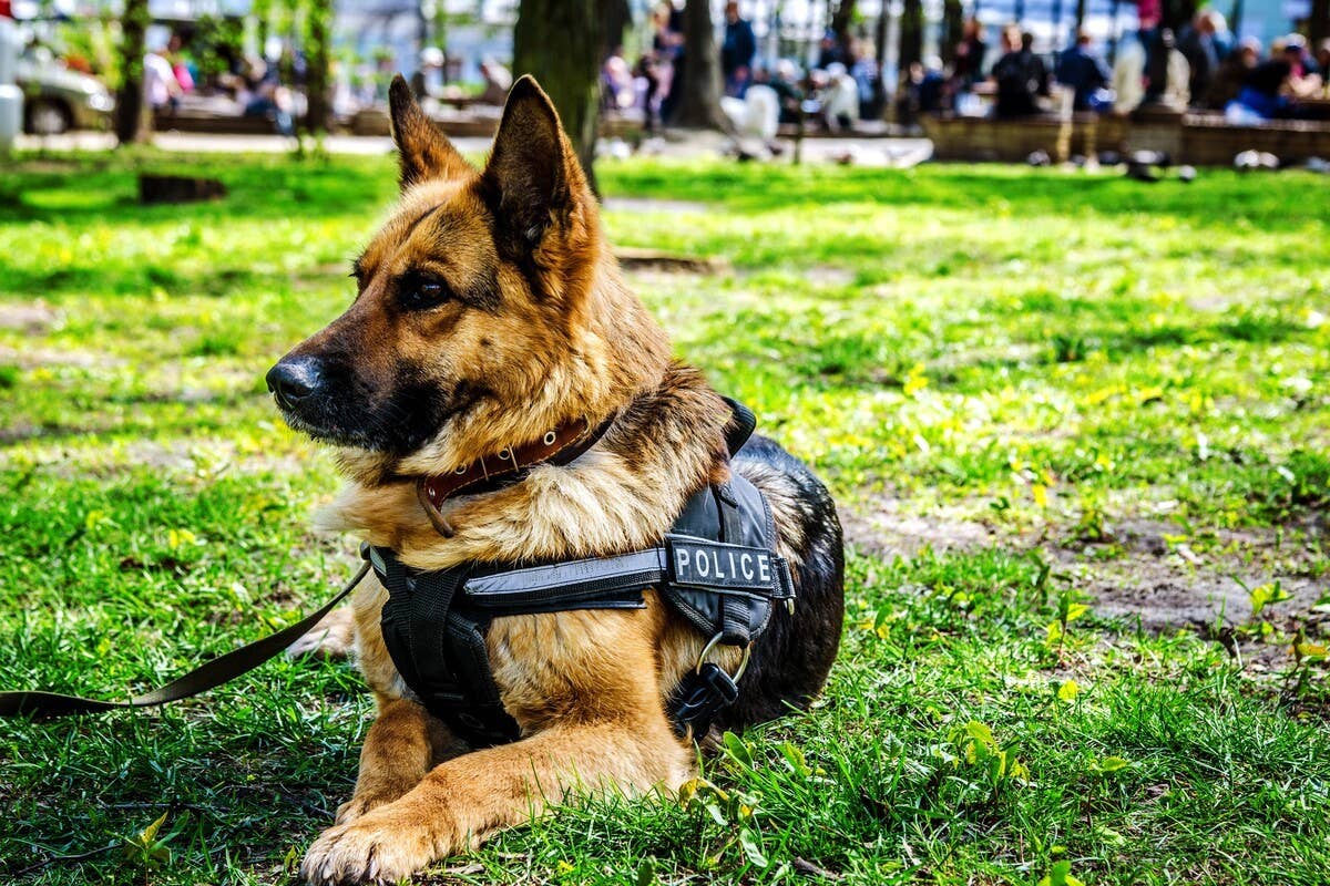Police Dog Has the Cutest Reaction to ‘Spooky Parade’ Full of Monsters ...