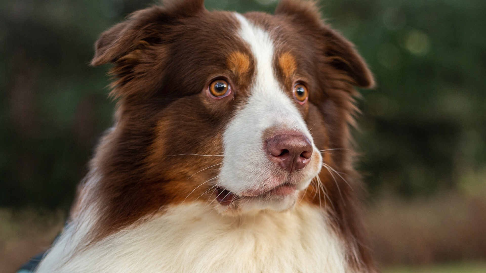 We Can't Stop Laughing at This Australian Shepherd 'Smiting' Everyone ...