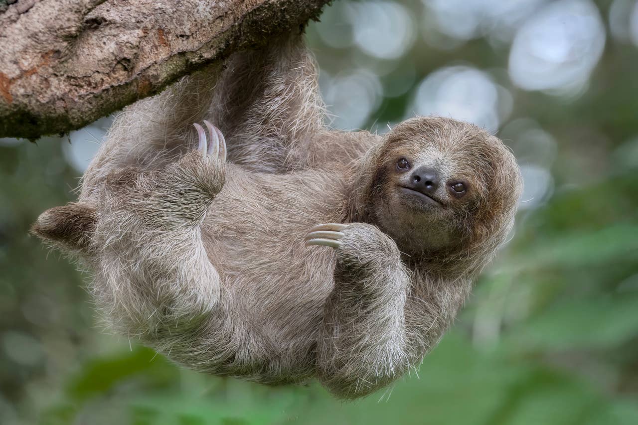 150+ Cute Sloth Names That'll Make You Say "Aww" - PetHelpful