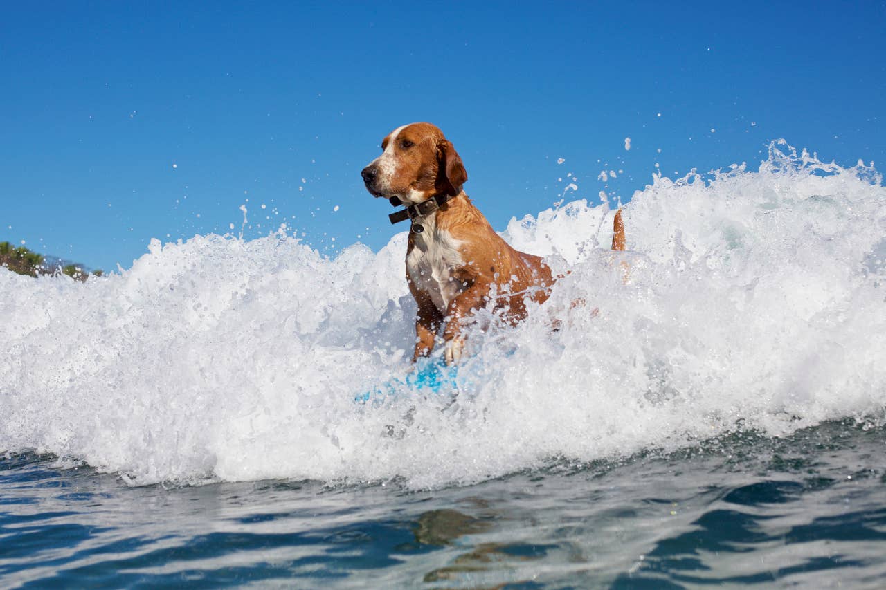 150 Ocean Names for Dogs That Give Beach Vibes - PetHelpful