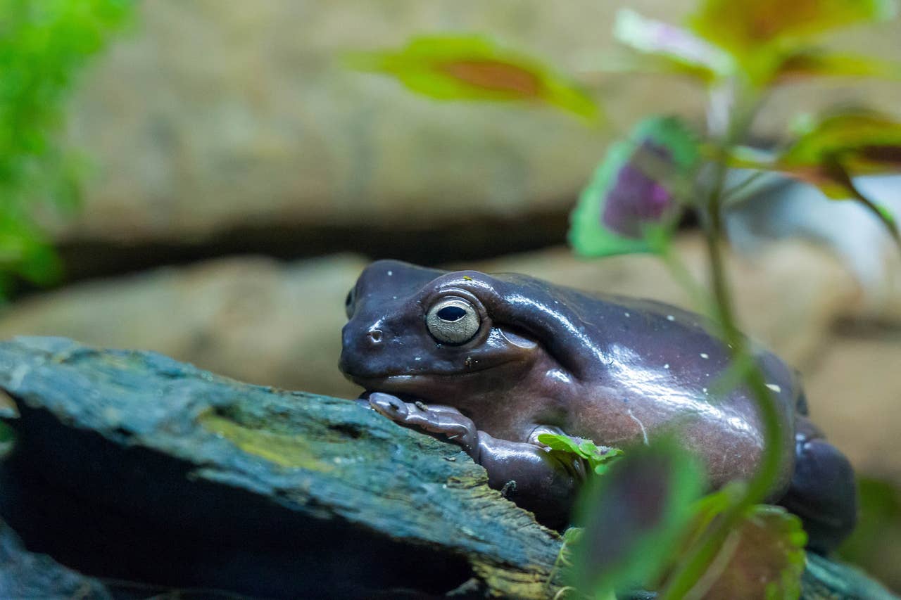 200+ Pet Frog Names That'll Make You Jump with Joy - PetHelpful