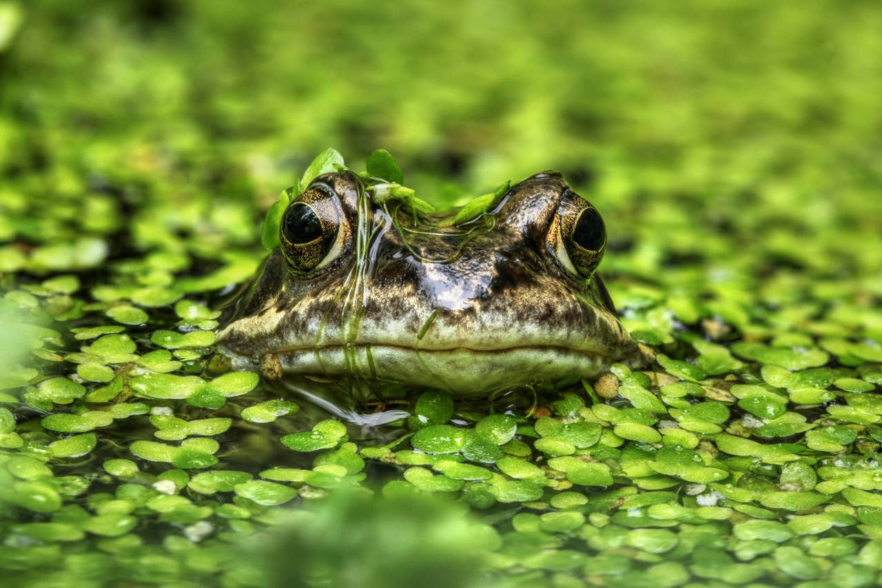 200+ Pet Frog Names That'll Make You Jump with Joy - PetHelpful