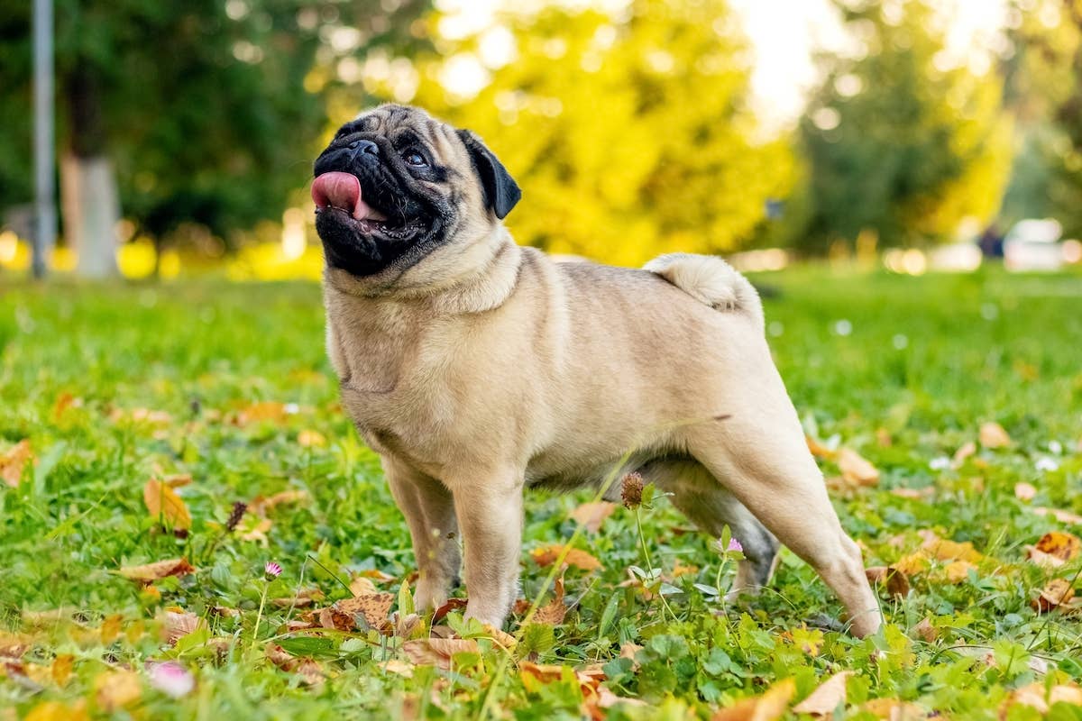 Cat Mom Falls in Love With a Nervous Pug After Finding Him Locked in ...