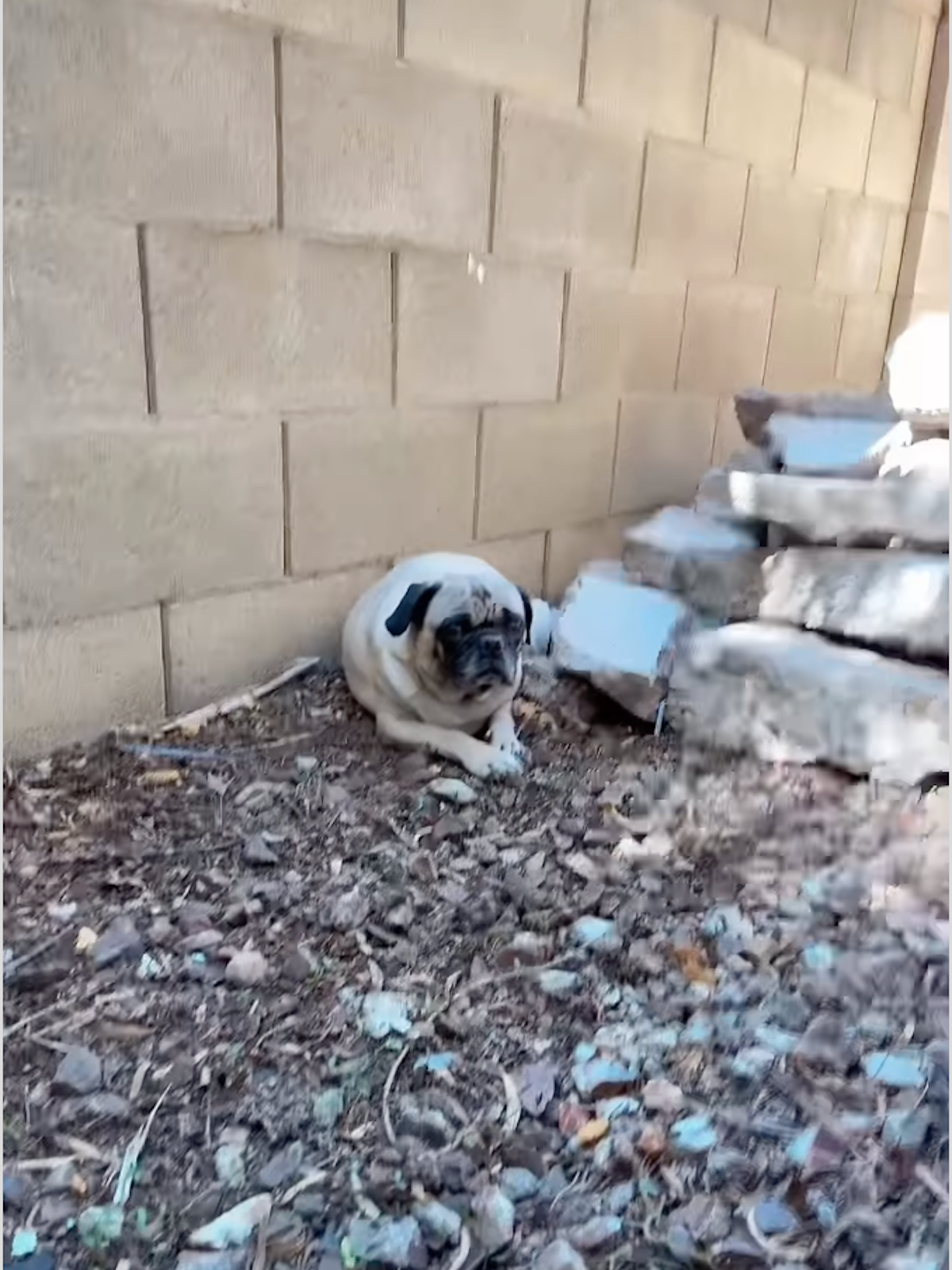 Cat Mom Falls in Love With a Nervous Pug After Finding Him Locked in ...