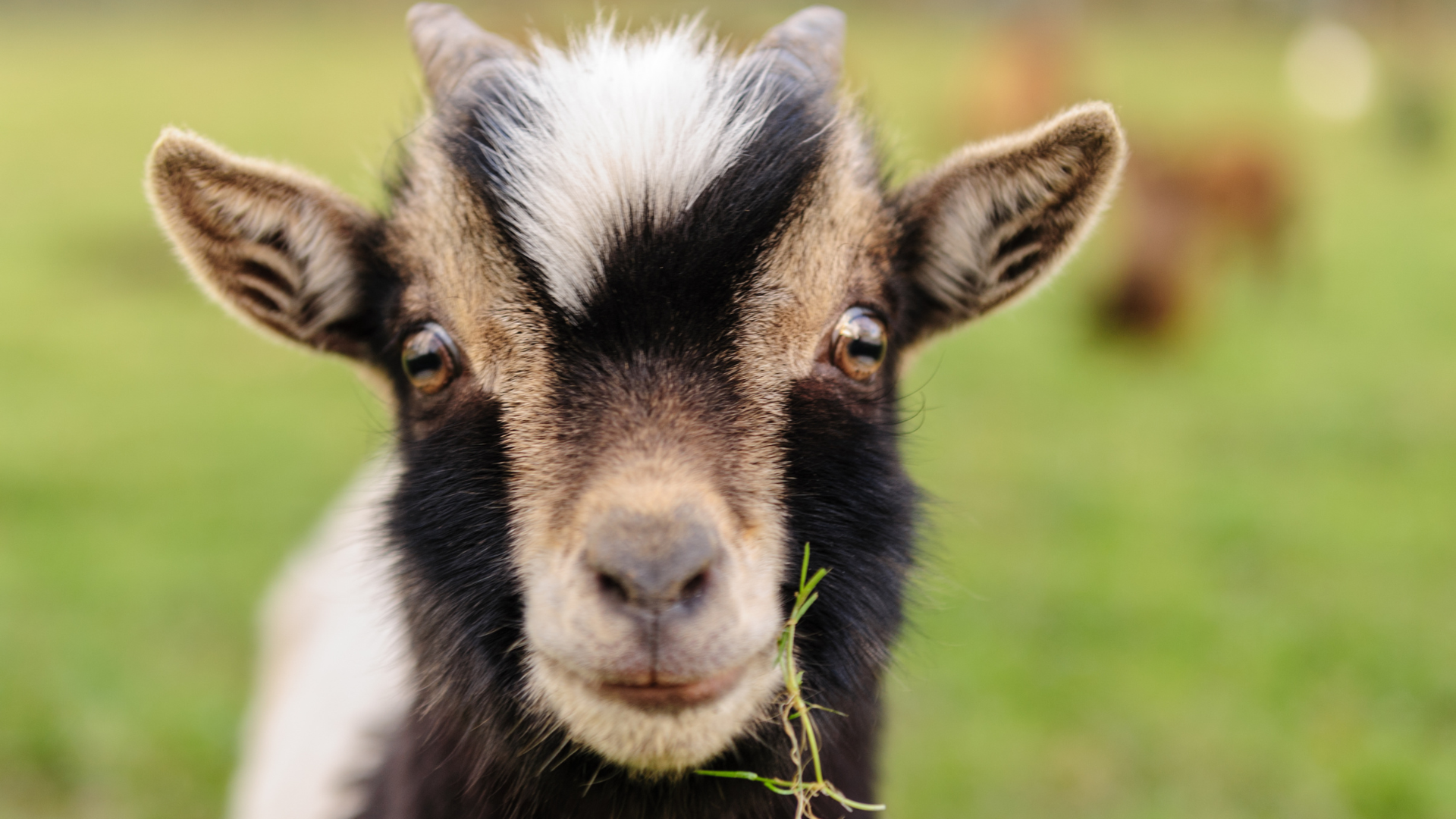 Baby Goat Spending All Her Time With Her Bffs in the Chicken Coop Is ...