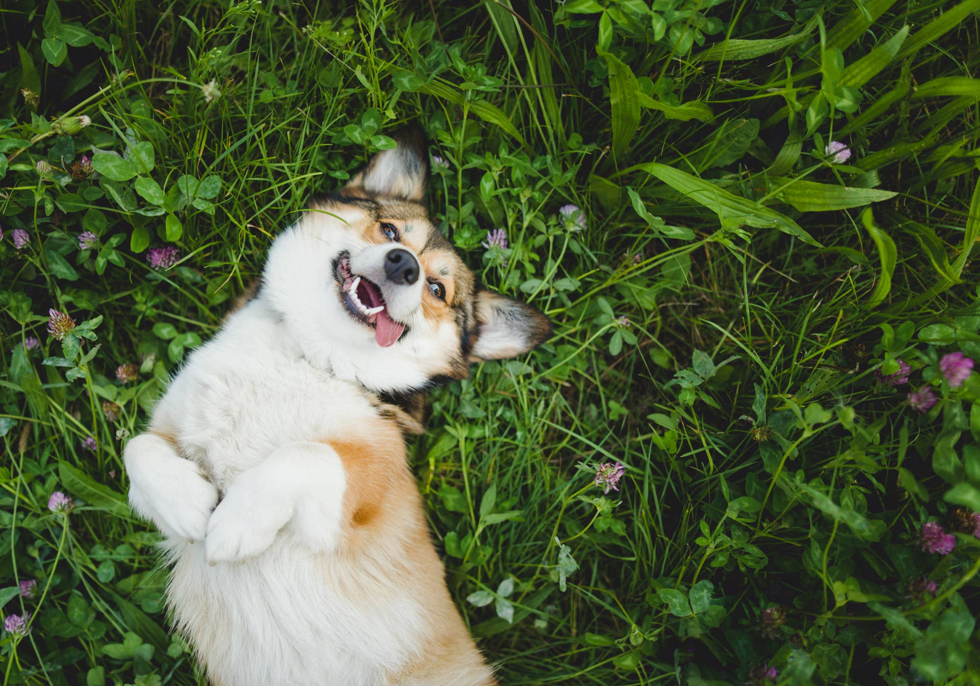Corgi Parents Everywhere Are Relating to This Hilarious Video - PetHelpful