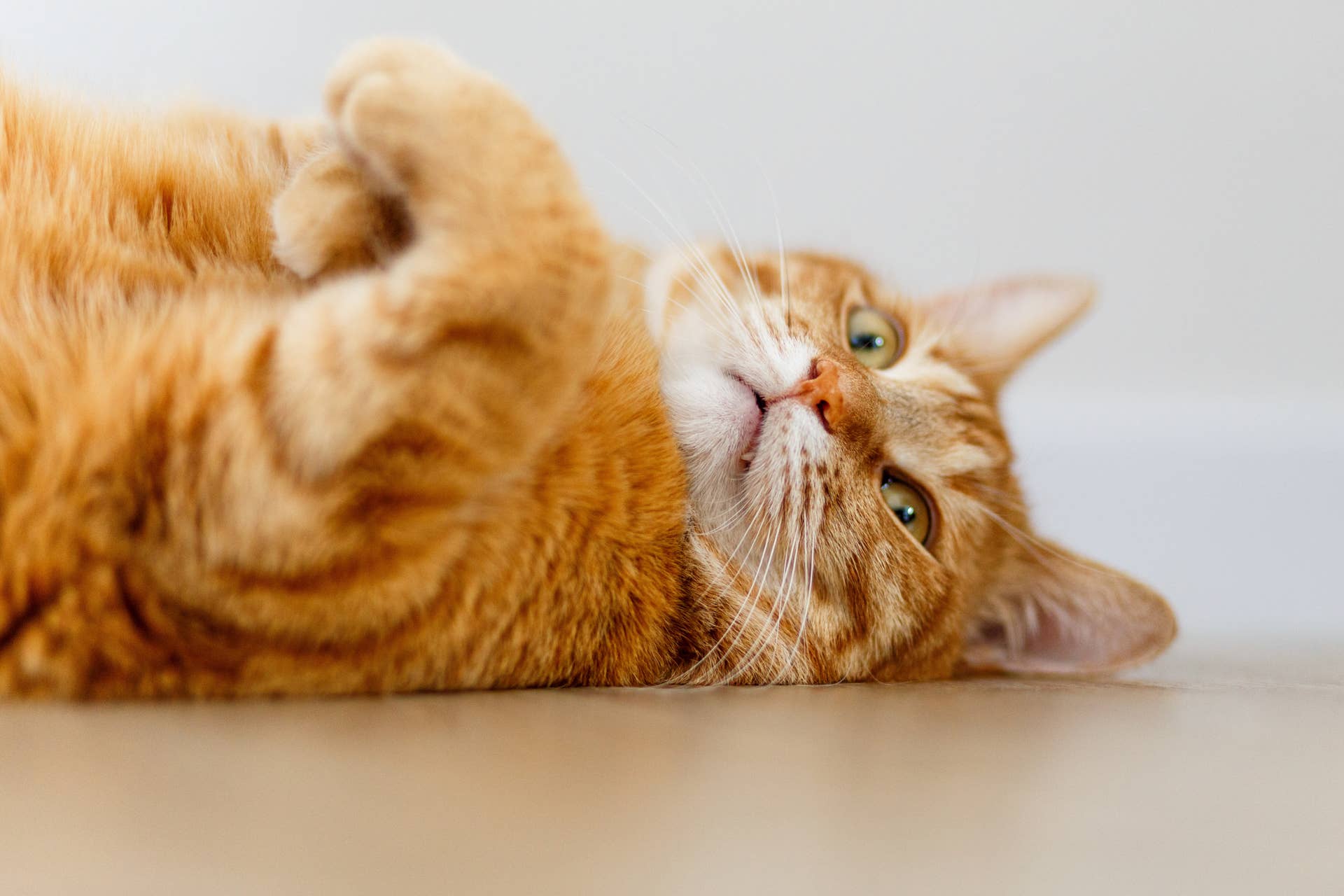 Timelapse of Cat Making Biscuits Is Internet Gold - PetHelpful