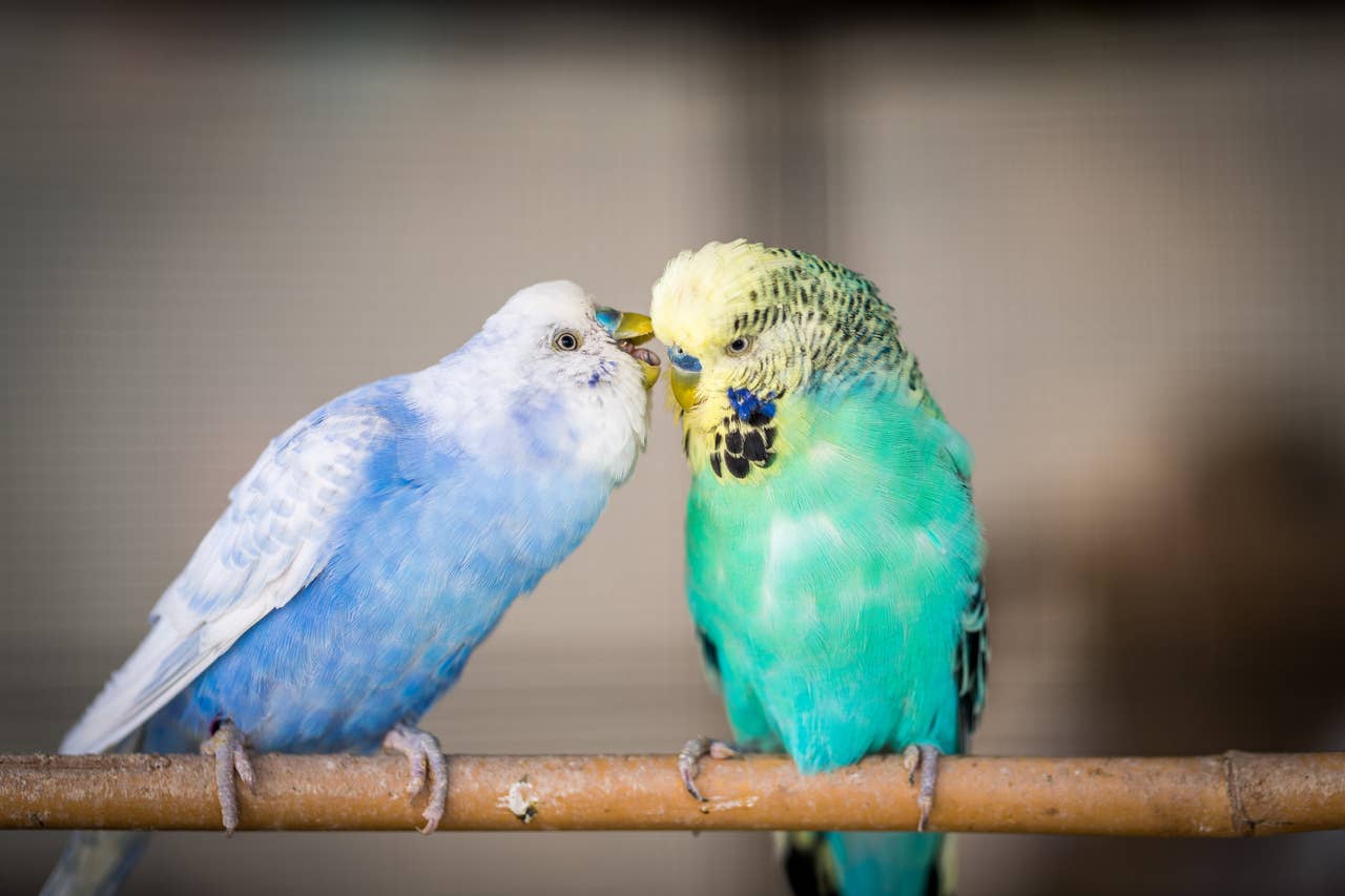 10 Best Talking Birds - Parrots You’ll Love Chatting With - PetHelpful