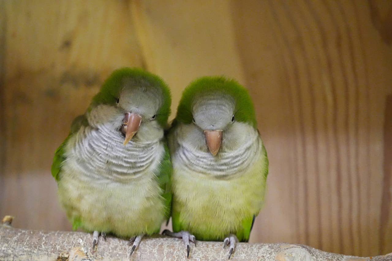 10 Best Talking Birds - Parrots You’ll Love Chatting With - PetHelpful