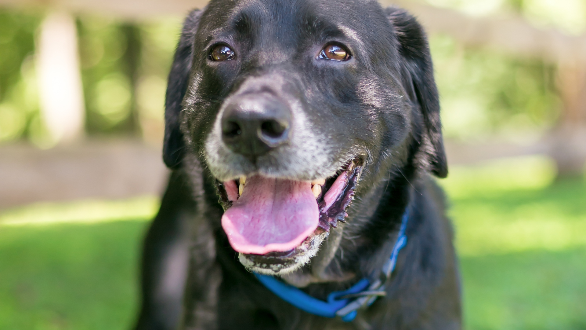 Labrador Retriever Celebrating His Birthday at Build-A-Bear Like a ...