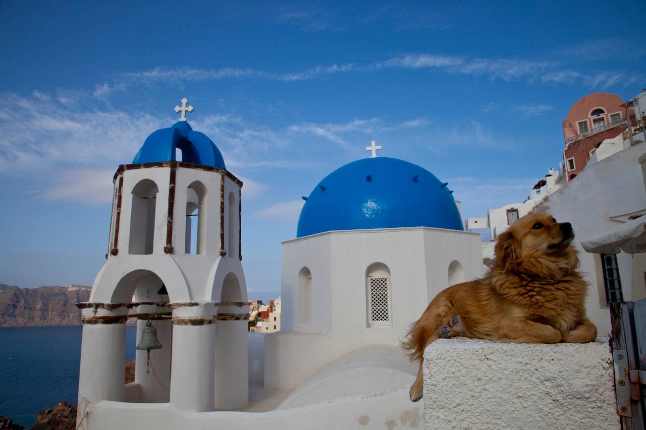 140+ Greek Dog Names With Meanings (God and Goddess) - PetHelpful
