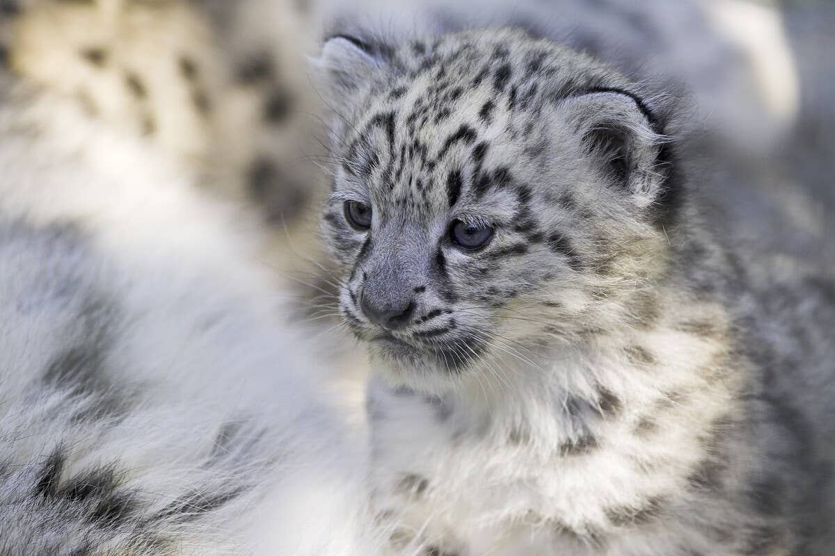 Adorable Way Baby Amur Leopard ‘Carries His Tail’ Has Us in Cuteness ...