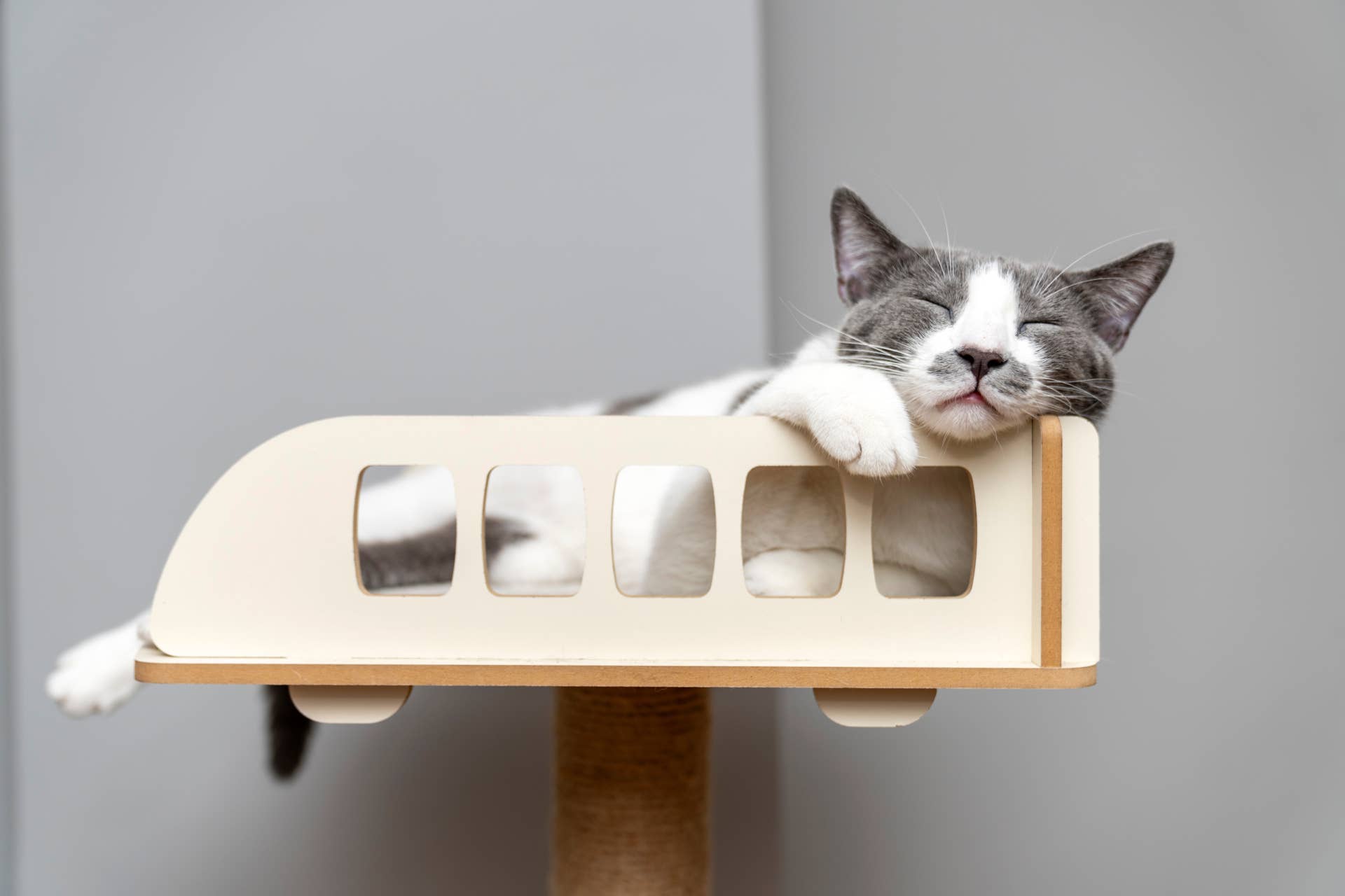 Chewy’s Giraffe Cat Tower Brings the Jungle Indoors - PetHelpful