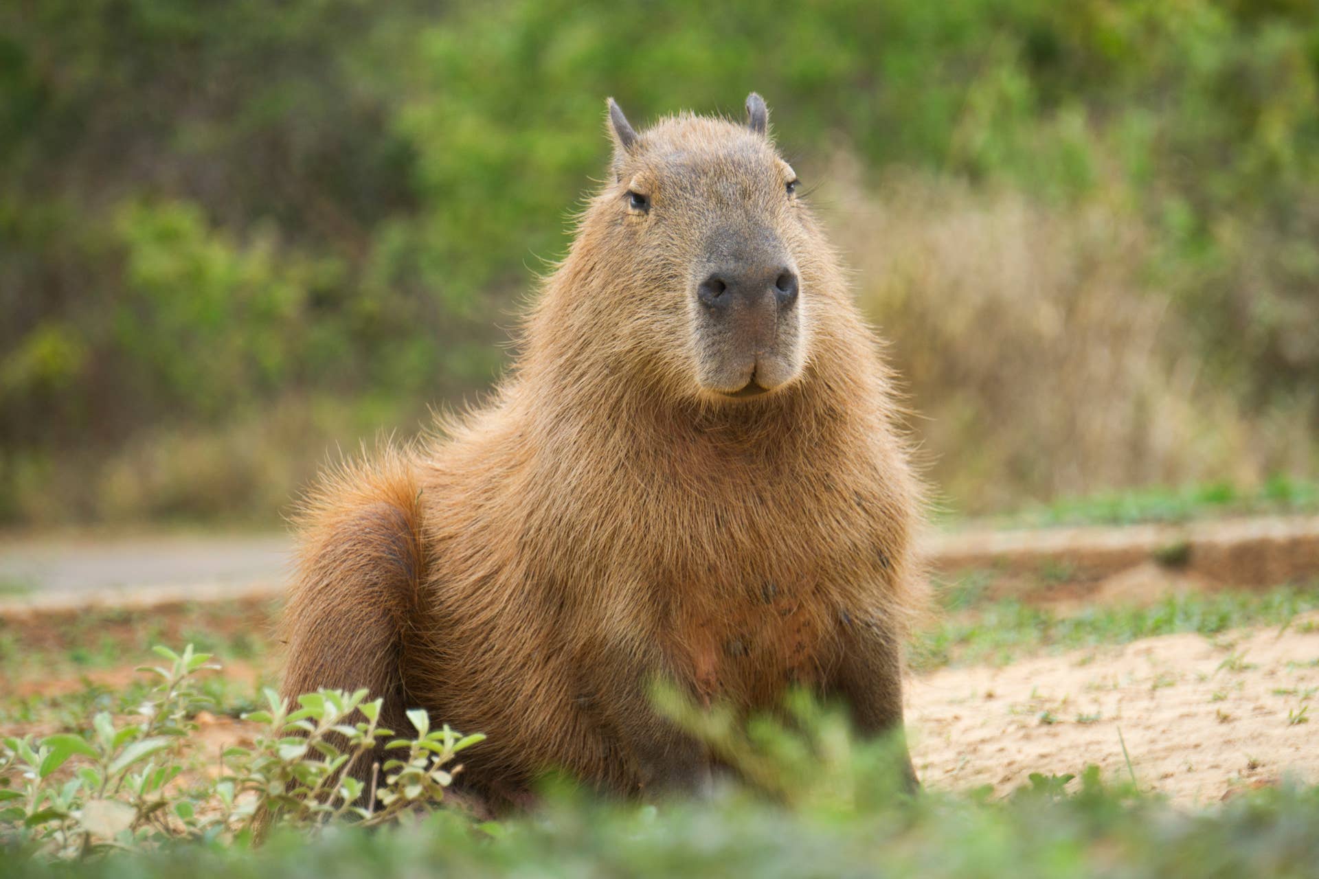 This Capybara Mom and Kid Being in Sync Is Melting Hearts - PetHelpful