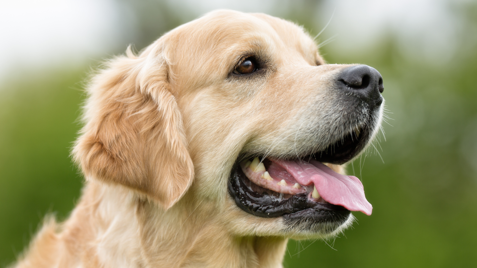 Golden Retrievers From Florida See Snow for the First Time - PetHelpful