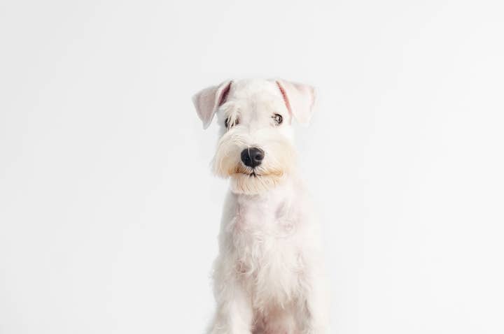 Mini Schnauzer's First Bark Is the Cutest Thing You'll See This Week ...