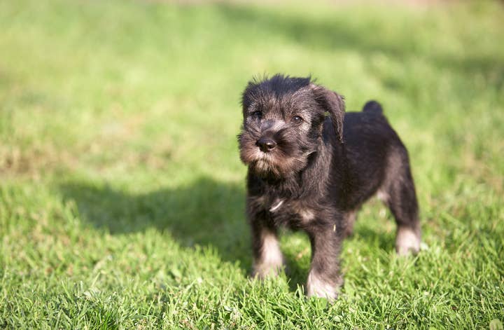 Mini Schnauzer's First Bark Is the Cutest Thing You'll See This Week ...