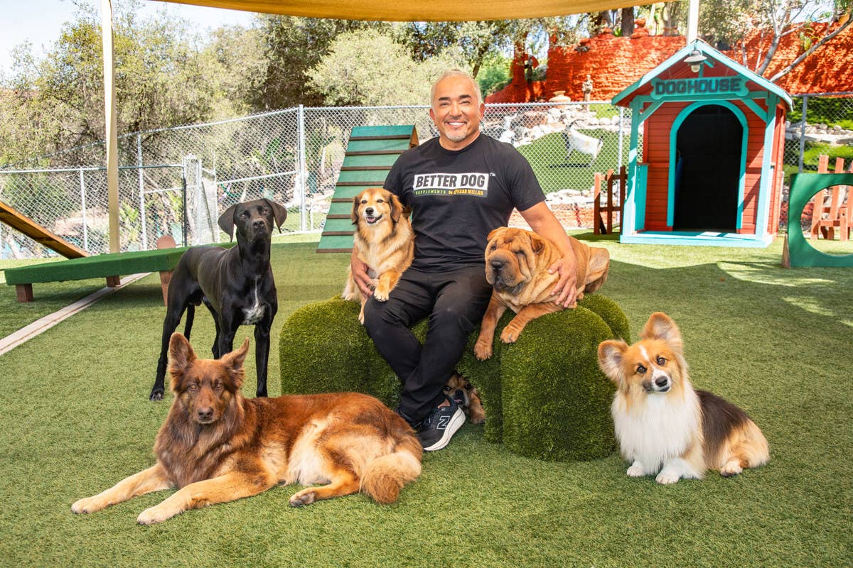 'Dog Whisperer' Cesar Millan Debuts New Line of Pet Supplements ...