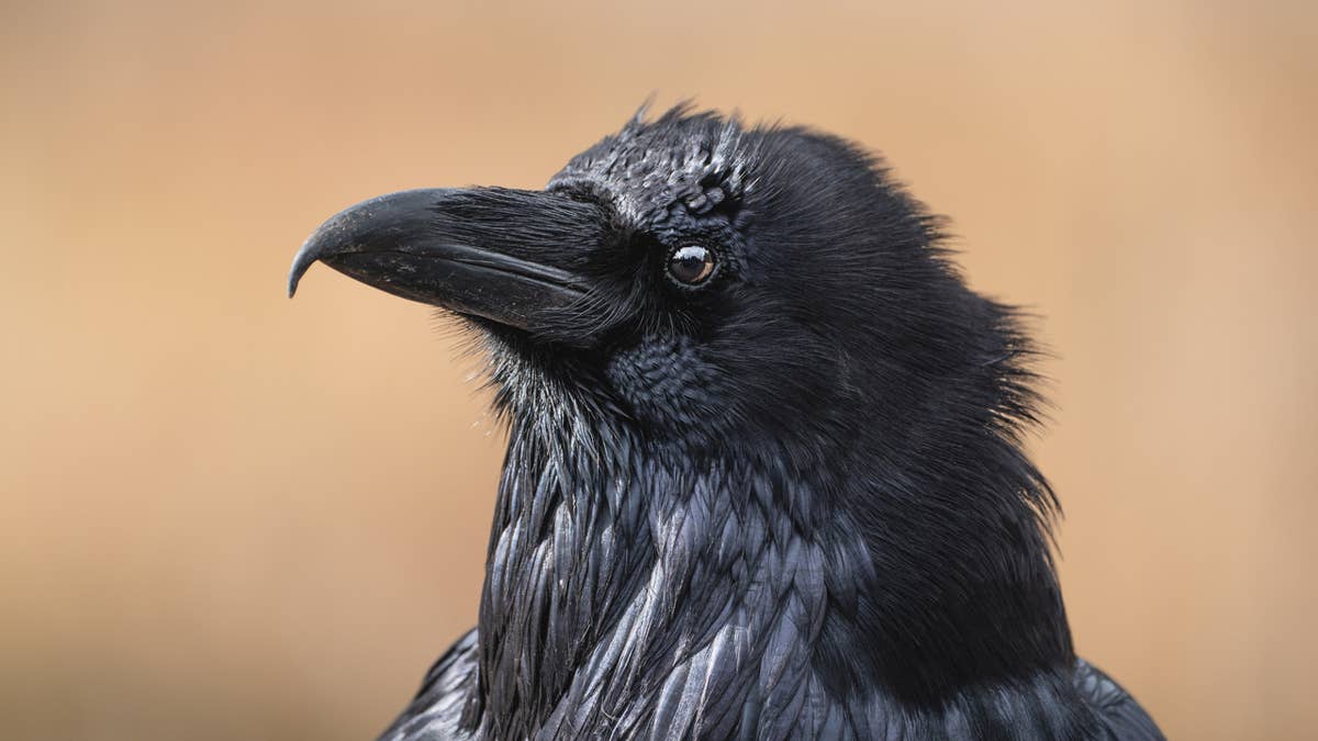 How to Make Friends With Crows and Earn Their Trust - PetHelpful