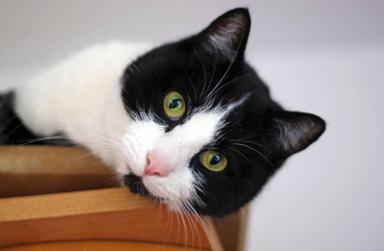 20 Pretty Black and White Cat Breeds - PetHelpful