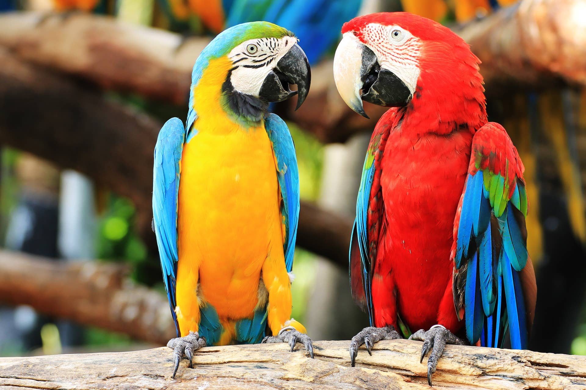 Why Parrots Copy Your Voice and What It Really Means - PetHelpful