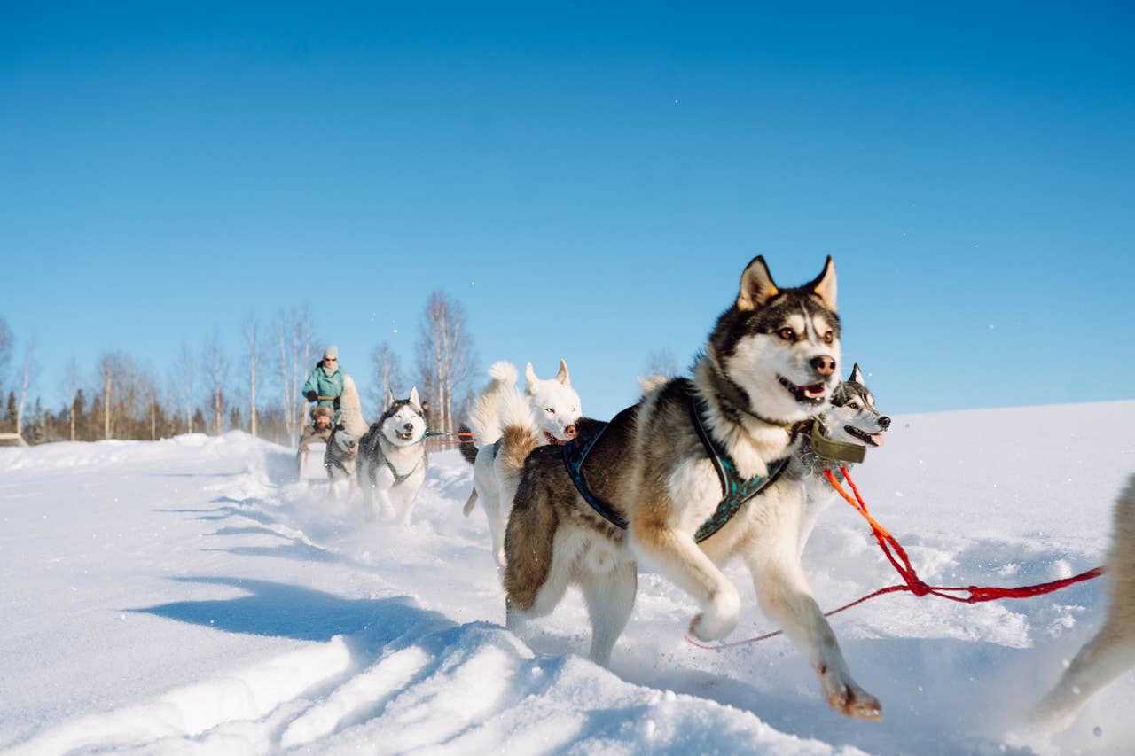 180+ Names for Energetic, Hyper and High Energy Dogs - PetHelpful
