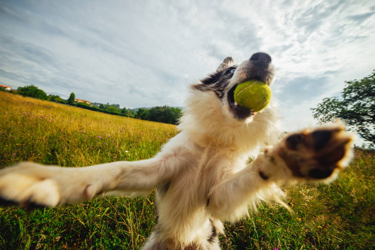 180+ Names for Energetic, Hyper and High Energy Dogs - PetHelpful
