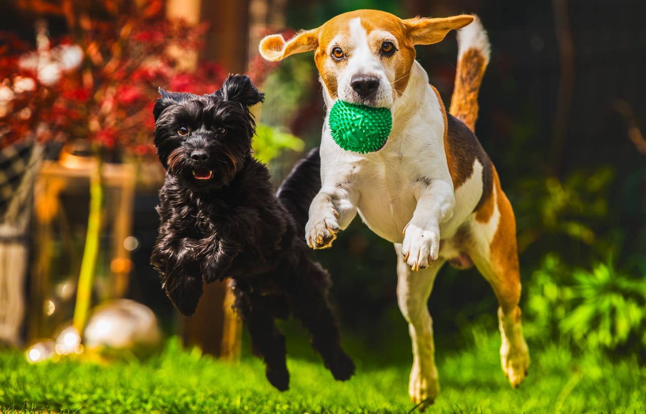 180+ Names for Energetic, Hyper and High Energy Dogs - PetHelpful