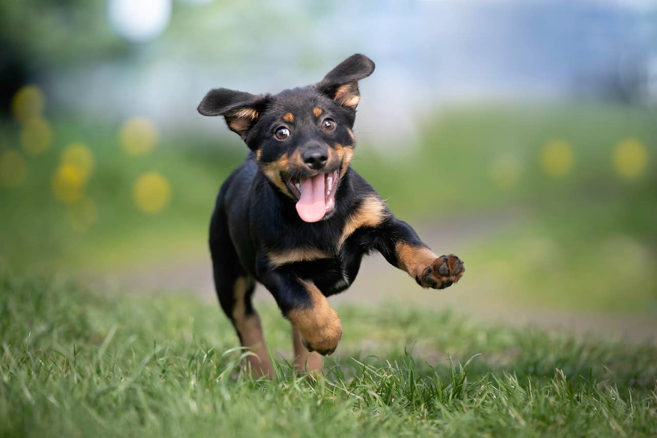 180+ Names for Energetic, Hyper and High Energy Dogs - PetHelpful