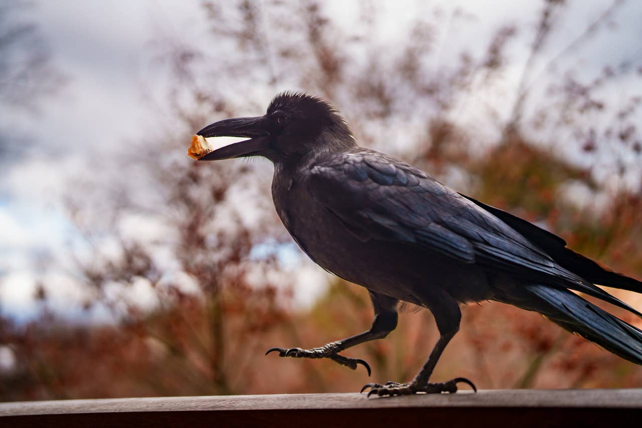 Crows as Pets: Is It Legal to Have a Pet Crow? - PetHelpful