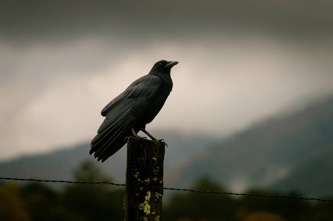 Crows as Pets: Is It Legal to Have a Pet Crow? - PetHelpful